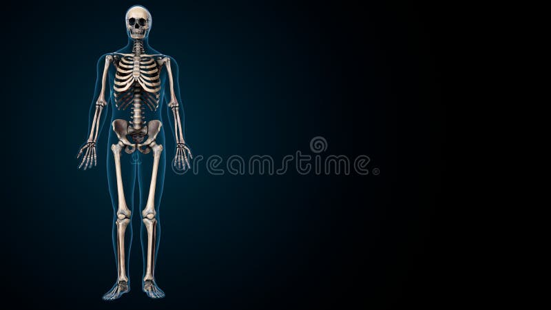 3d Illustration of Human Skeleton Anatomy. Stock Illustration ...
