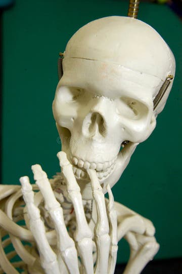 Human Skeleton, the Internal Framework of the Human Body Stock Photo ...