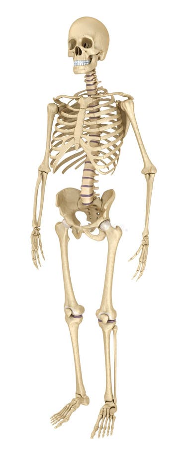 Skeleton Flex Stock Illustrations – 68 Skeleton Flex Stock ...