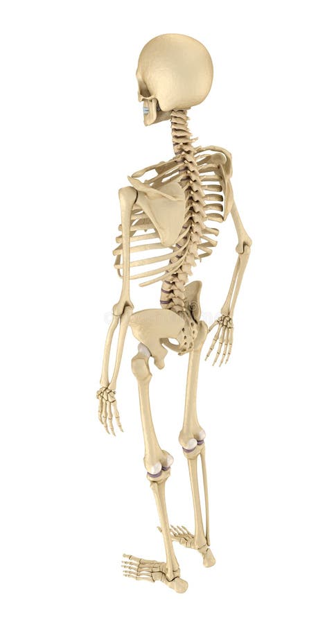 Skeleton Flex Stock Illustrations – 68 Skeleton Flex Stock ...