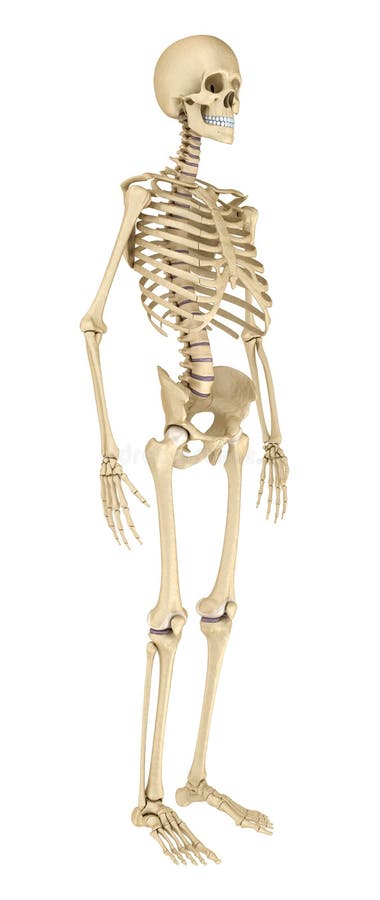 Human skeleton isolated stock illustration. Illustration of render ...