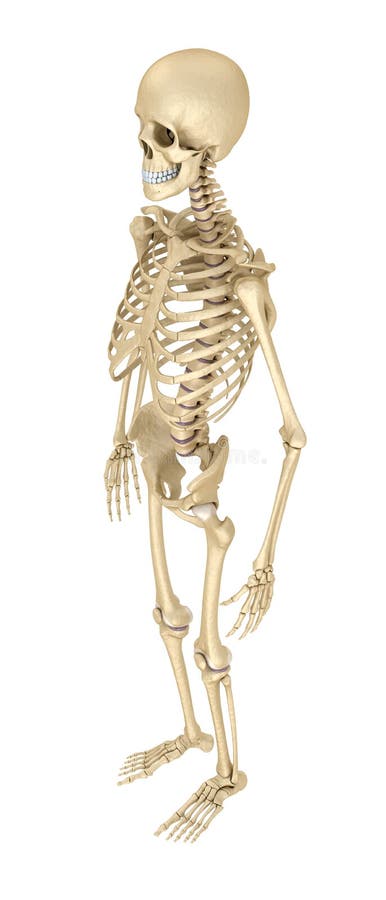 Human skeleton isolated stock illustration. Illustration of ligament ...
