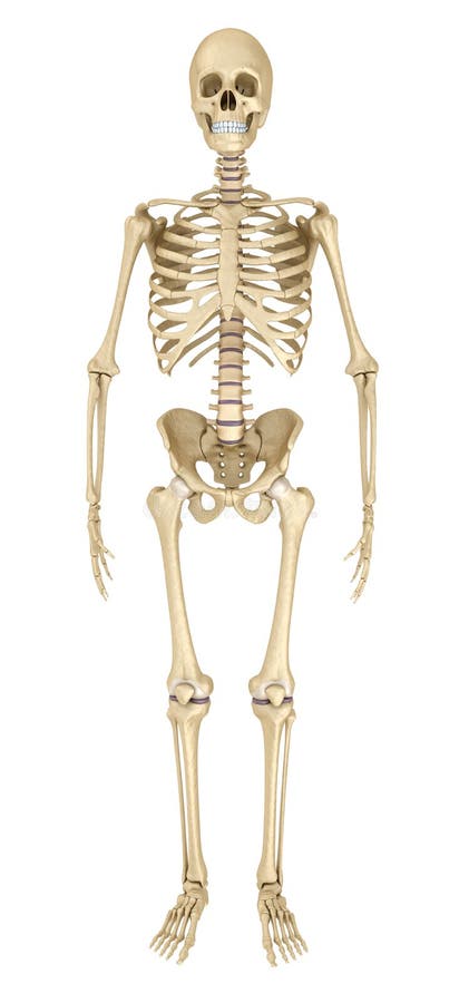 Human skeleton isolated , stock illustration. Illustration of cranium ...