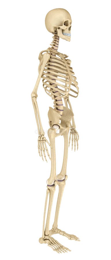 Skeleton Flex Stock Illustrations – 68 Skeleton Flex Stock ...