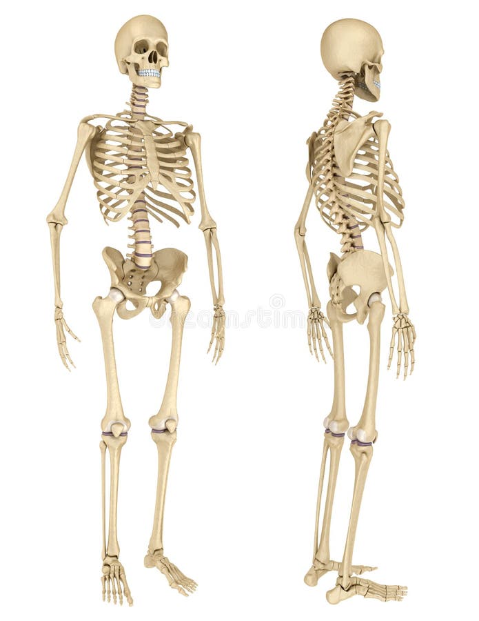 Skeleton Flex Stock Illustrations – 68 Skeleton Flex Stock ...