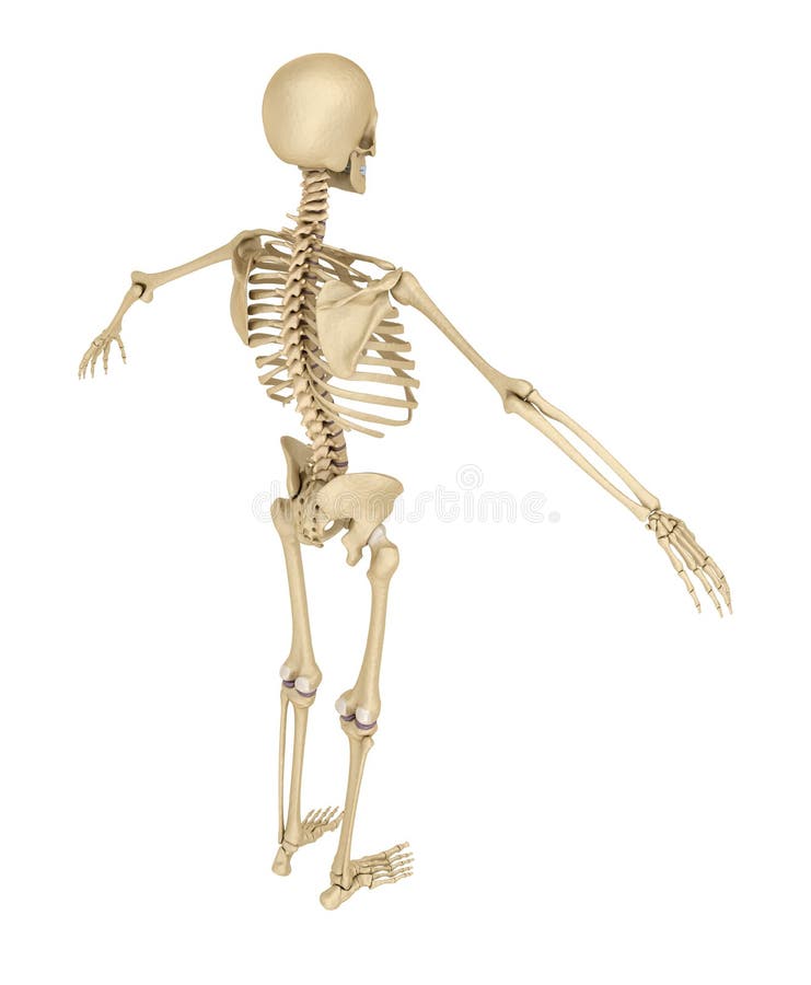 Skeleton Flex Stock Illustrations – 68 Skeleton Flex Stock ...