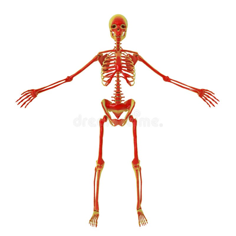 Body Biology Skeleton Transparent White Background Stock Illustrations ...