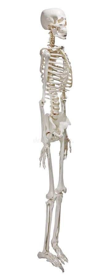 Human Light Skeleton Isolated on White Stock Image - Image of male ...