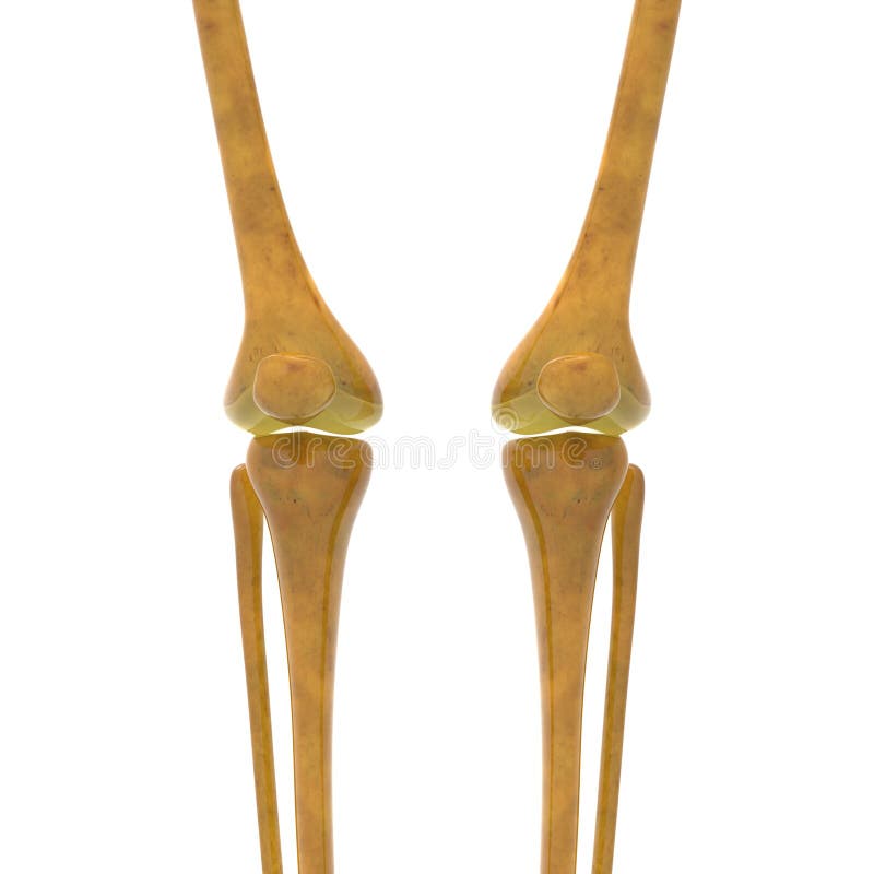 Human Skeleton Knee Joints stock illustration. Illustration of skeletal ...