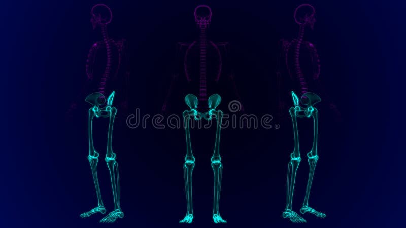Human Skeleton Lower Limbs Anatomy 3D Stock Illustration - Illustration ...