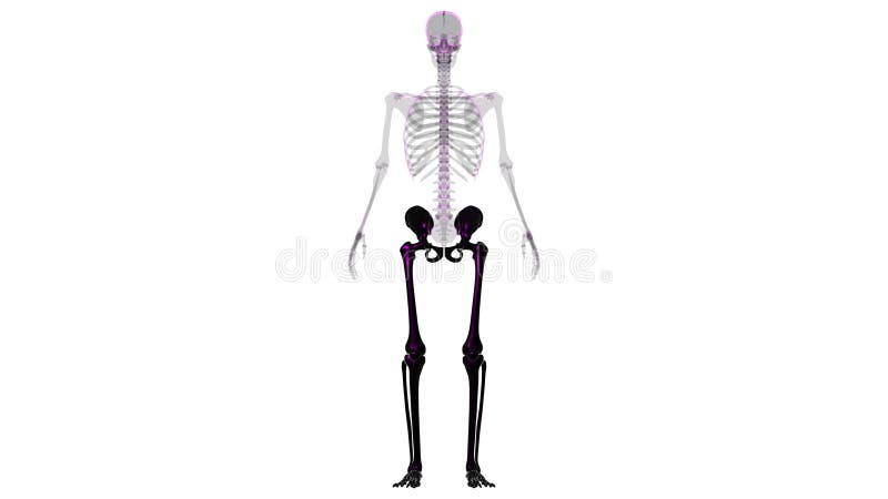 Human Skeleton Lower Limbs Anatomy 3D Stock Illustration - Illustration ...