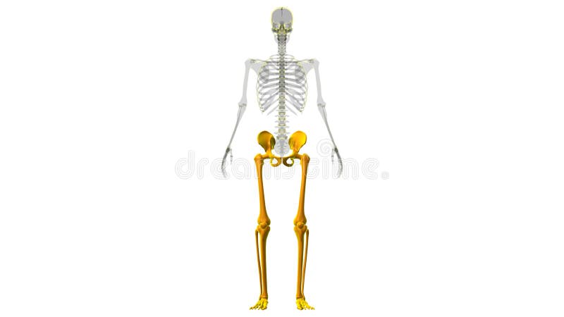 Human Skeleton Lower Limbs Anatomy 3D Stock Illustration - Illustration ...