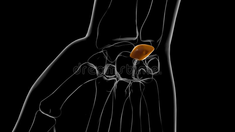 Human Skeleton Lunate Bone Anatomy 3D Stock Illustration - Illustration ...