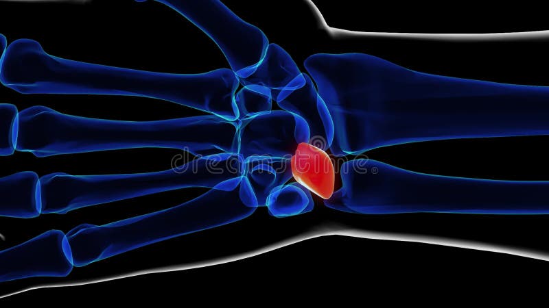 Human Skeleton Lunate Bone Anatomy 3D Rendering Stock Video - Video of ...