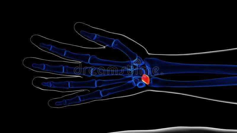 Human Skeleton Lunate Bone Anatomy 3D Rendering Stock Illustration ...