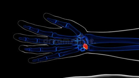 Human Skeleton Lunate Bone Anatomy 3D Rendering Stock Illustration ...