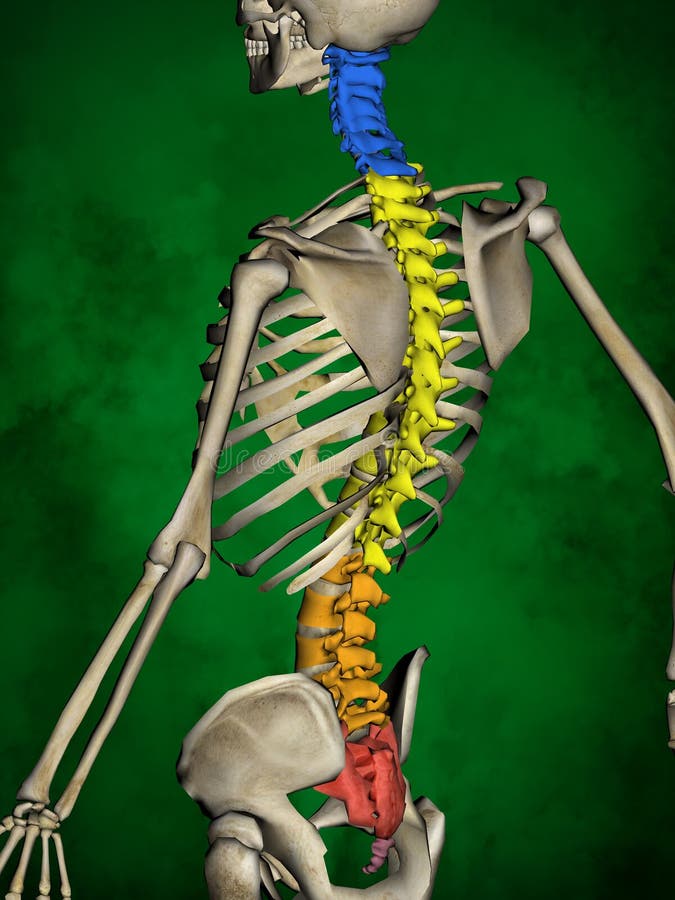 Human Skeleton M-SK-POSE Bb-56-13, Vertebral Column, 3D Model Stock ...