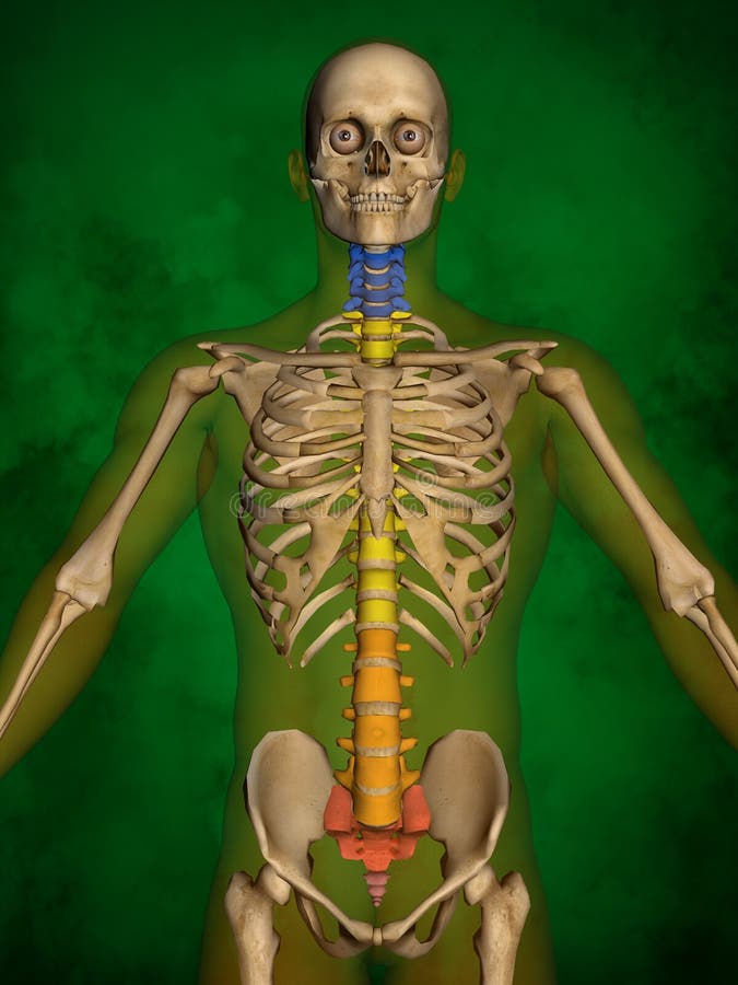 Human Skeleton M-SK-POSE Bb-56-1, Vertebral Column, 3D Model Stock ...