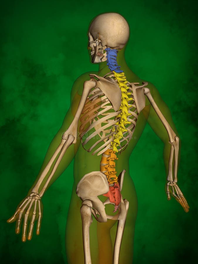 Human Skeleton M-SK-POSE Bb-56-7, Vertebral Column, 3D Model Stock ...