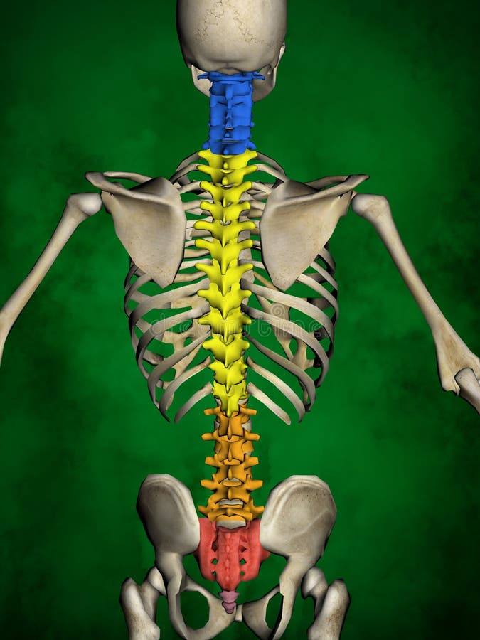 Human Skeleton M-SK-POSE Bb-56-14, Vertebral Column, 3D Model Stock ...
