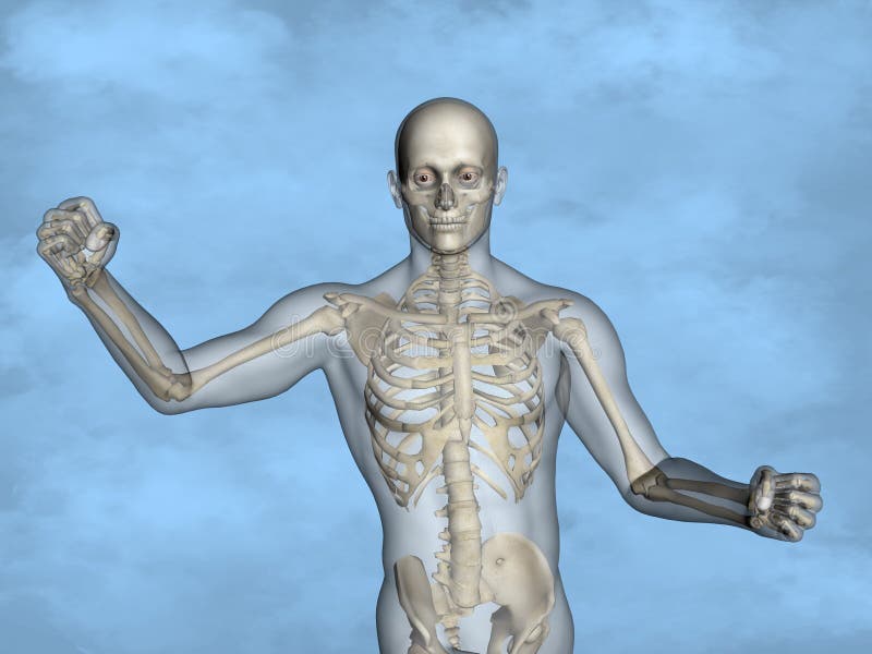 Human Skeleton M-SK-POSE M4ay-24-tr50-10, 3D Model, 3D Model Stock ...