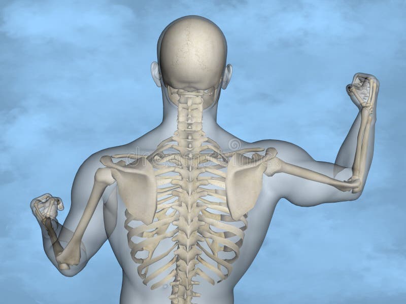 Human Skeleton M-SK-POSE M4ay-24-tr50-11, 3D Model Stock Illustration ...