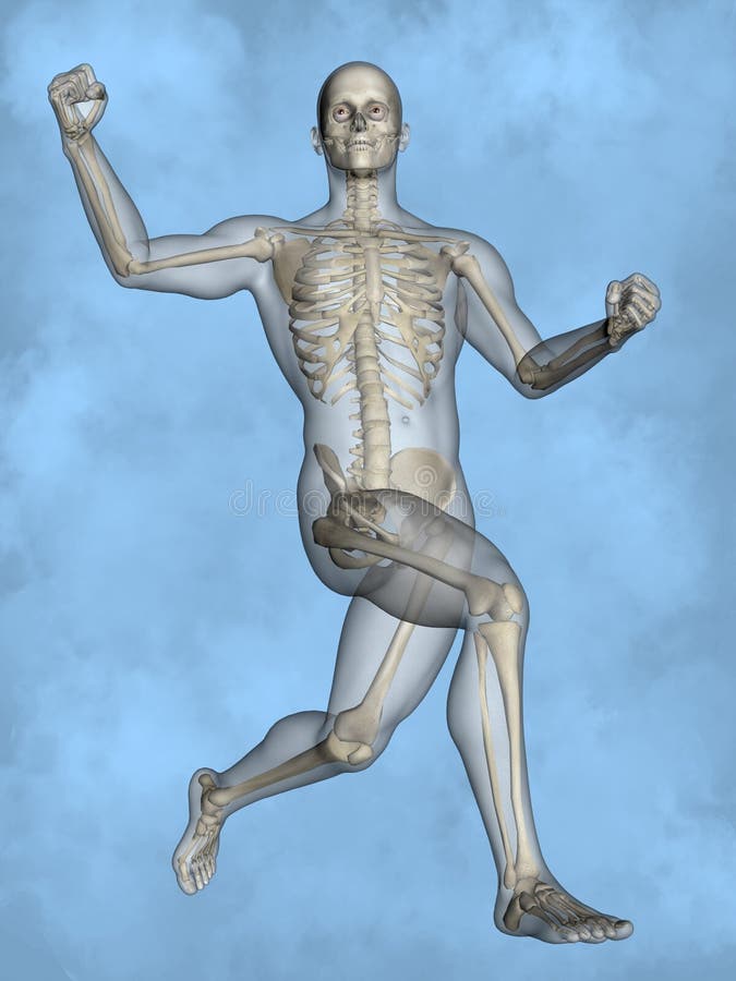Human Skeleton M-SK-POSE M4ay-24-tr50-2, 3D Model Stock Illustration ...