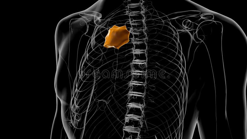 Human Skeleton Manubrium Anatomy 3D Stock Illustration - Illustration ...