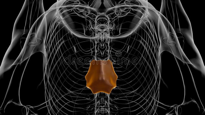 Human Skeleton Manubrium Anatomy 3D Stock Illustration - Illustration ...