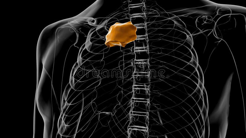 Human Skeleton Manubrium Anatomy 3D Stock Illustration - Illustration ...