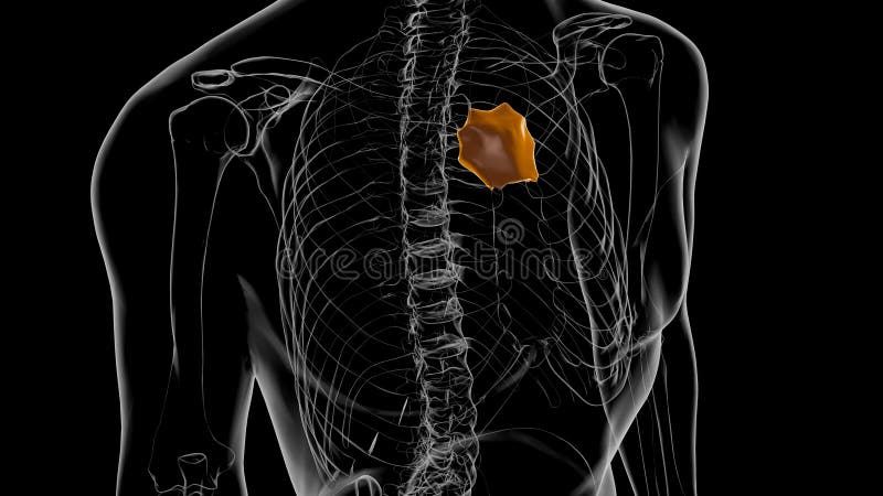 Human Skeleton Manubrium Anatomy 3D Stock Illustration - Illustration ...