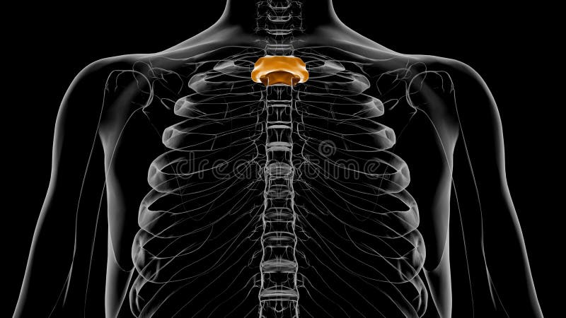 Human Skeleton Manubrium Anatomy 3D Stock Illustration - Illustration ...