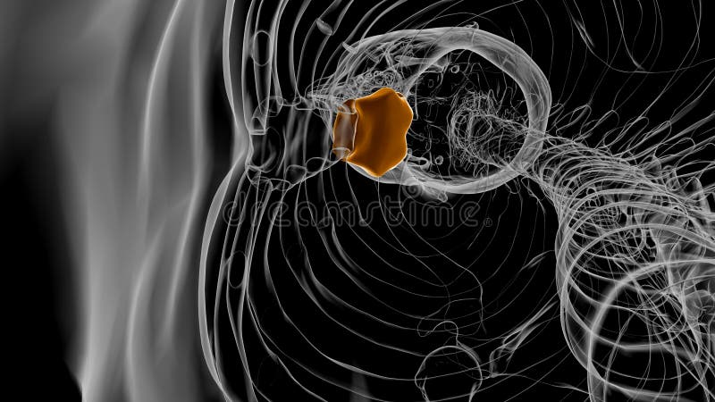 Human Skeleton Manubrium Anatomy 3D Stock Illustration - Illustration ...