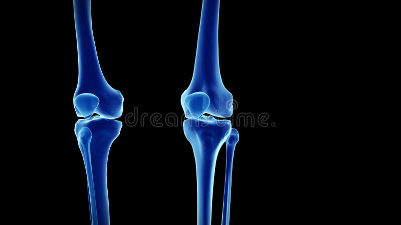 Human Skeleton Inferior Nasal Concha Anatomy 3D Rendering Stock Video ...