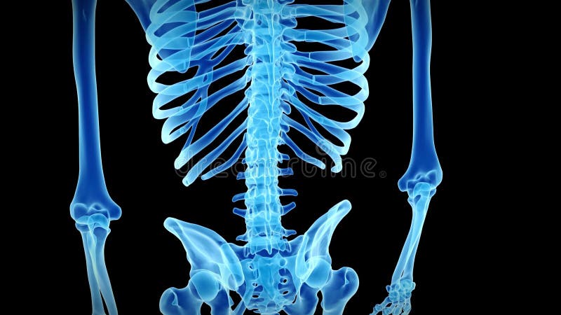 The human skeleton stock footage. Video of rendering - 68343118