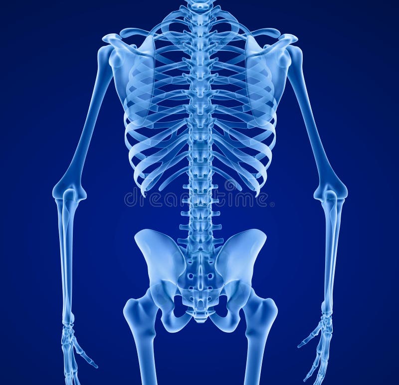 Human Skeleton, Medically Accurate Stock Illustration - Illustration of ...
