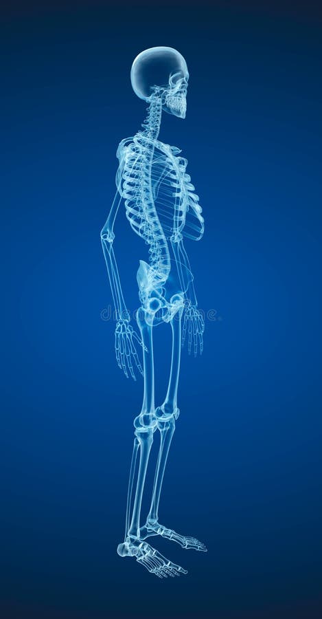 Skeleton Flex Stock Illustrations – 68 Skeleton Flex Stock ...