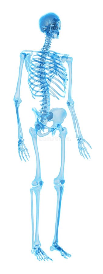 The human skeleton stock illustration. Illustration of science - 57002461