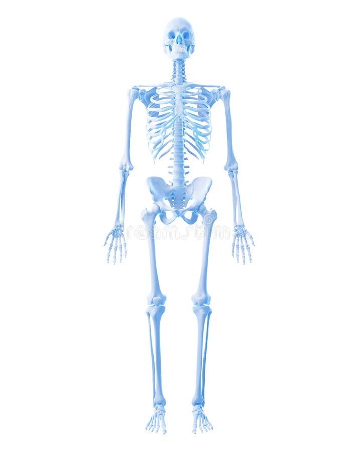 Full Frontal Skeleton stock illustration. Illustration of body - 18760822