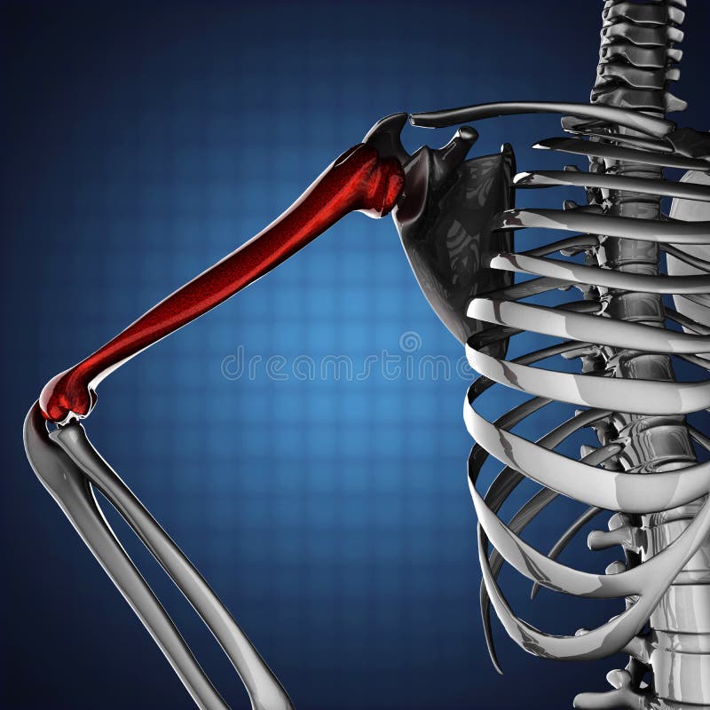 Human skeleton model stock illustration. Illustration of anatomical ...
