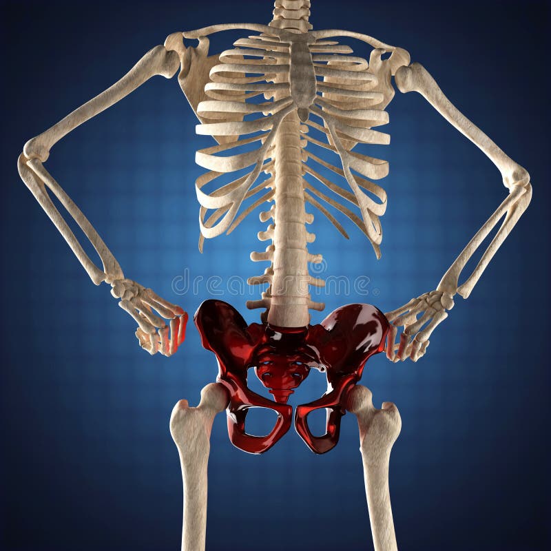 Human Skeleton Model Blue Background Stock Illustrations – 964 Human ...