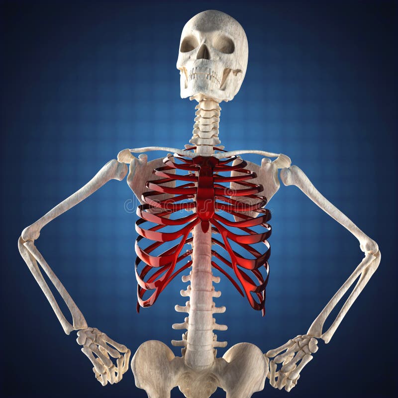 Human Skeleton Model on Blue Background Stock Illustration ...