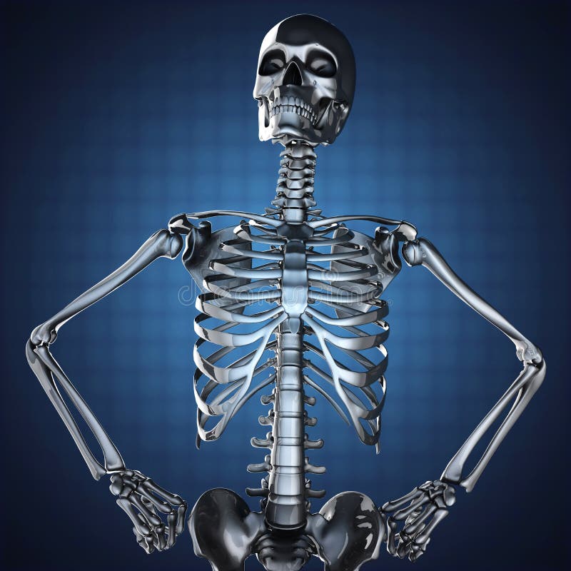 Human Skeleton Model Blue Background Stock Illustrations – 964 Human ...