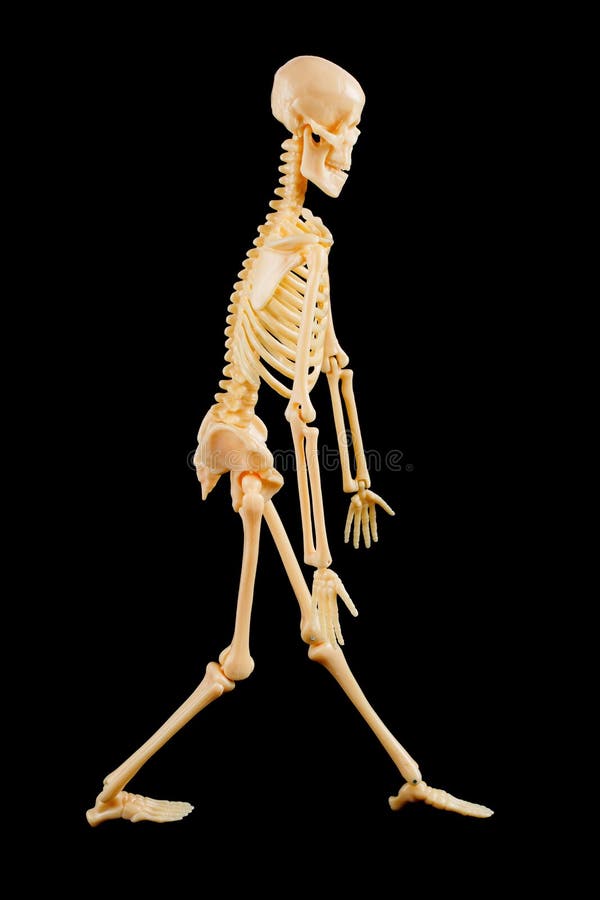 Human Skeleton Model in Walking Pose on Black Stock Photo - Image of ...