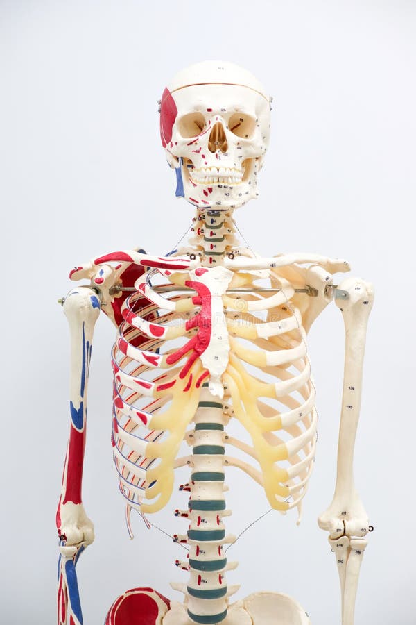 Human skeleton model stock photo. Image of bodybuilding - 79014650