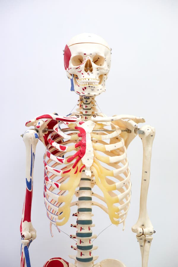 Human skeleton model stock photo. Image of hand, backbone - 79014692