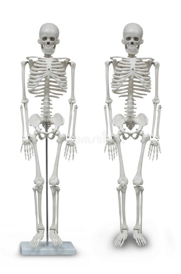 Male Human Skeleton, Two Views, Front and Back. Stock Illustration ...