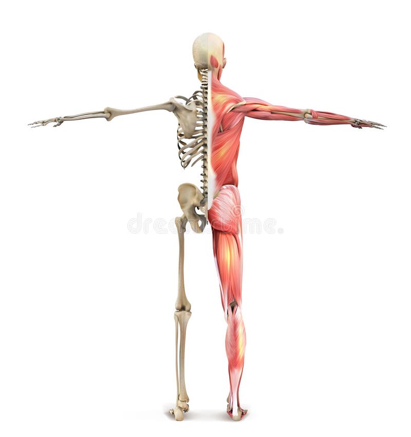 Human Skeleton and Muscles from the Back. Stock Vector - Illustration ...