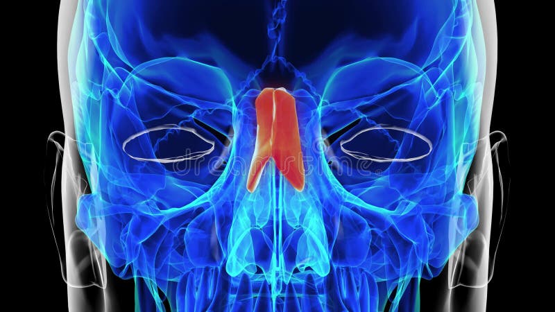Human Skeleton Nasal Bone Anatomy 3D Rendering Stock Video - Video of ...