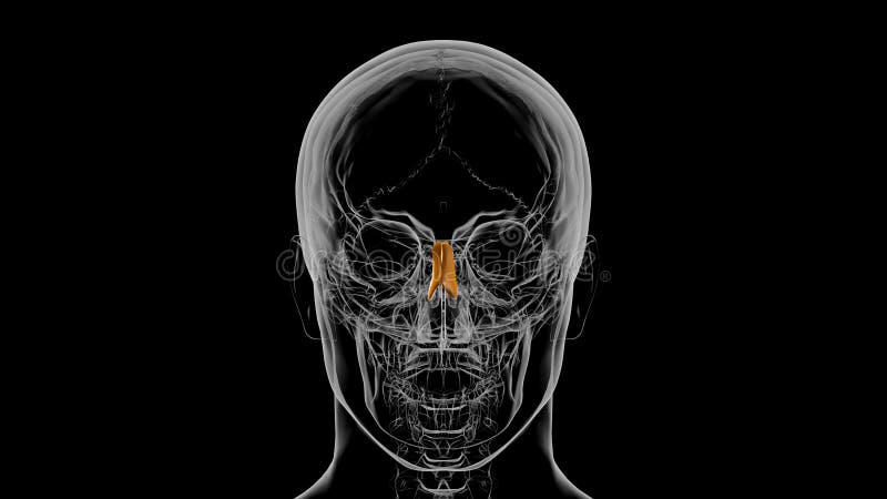 Human Skeleton Nasal Bone Anatomy 3D Stock Illustration - Illustration ...